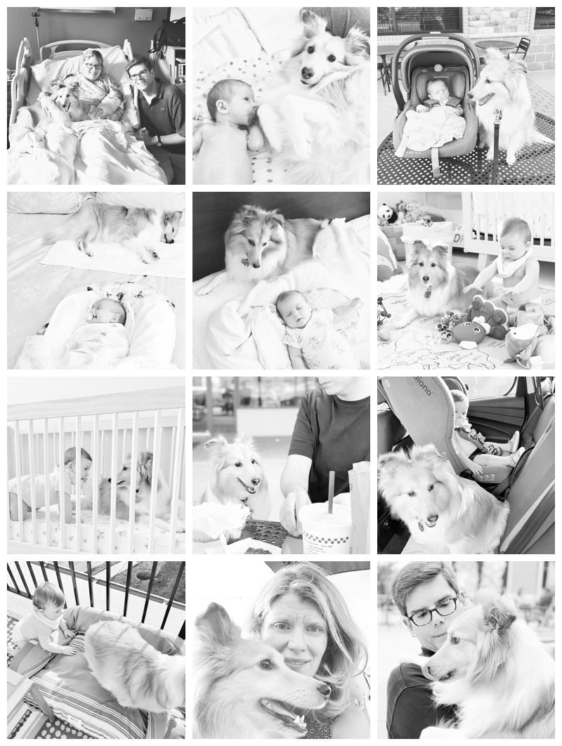 New Study: Dogs can feel stress from humans | biscuit's space | The ...