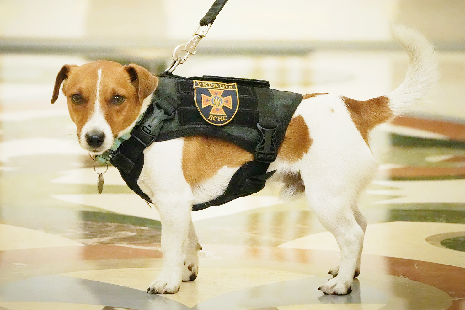 Presidential Medal: Patron the Bomb Sniffing Dog | biscuit's space ...
